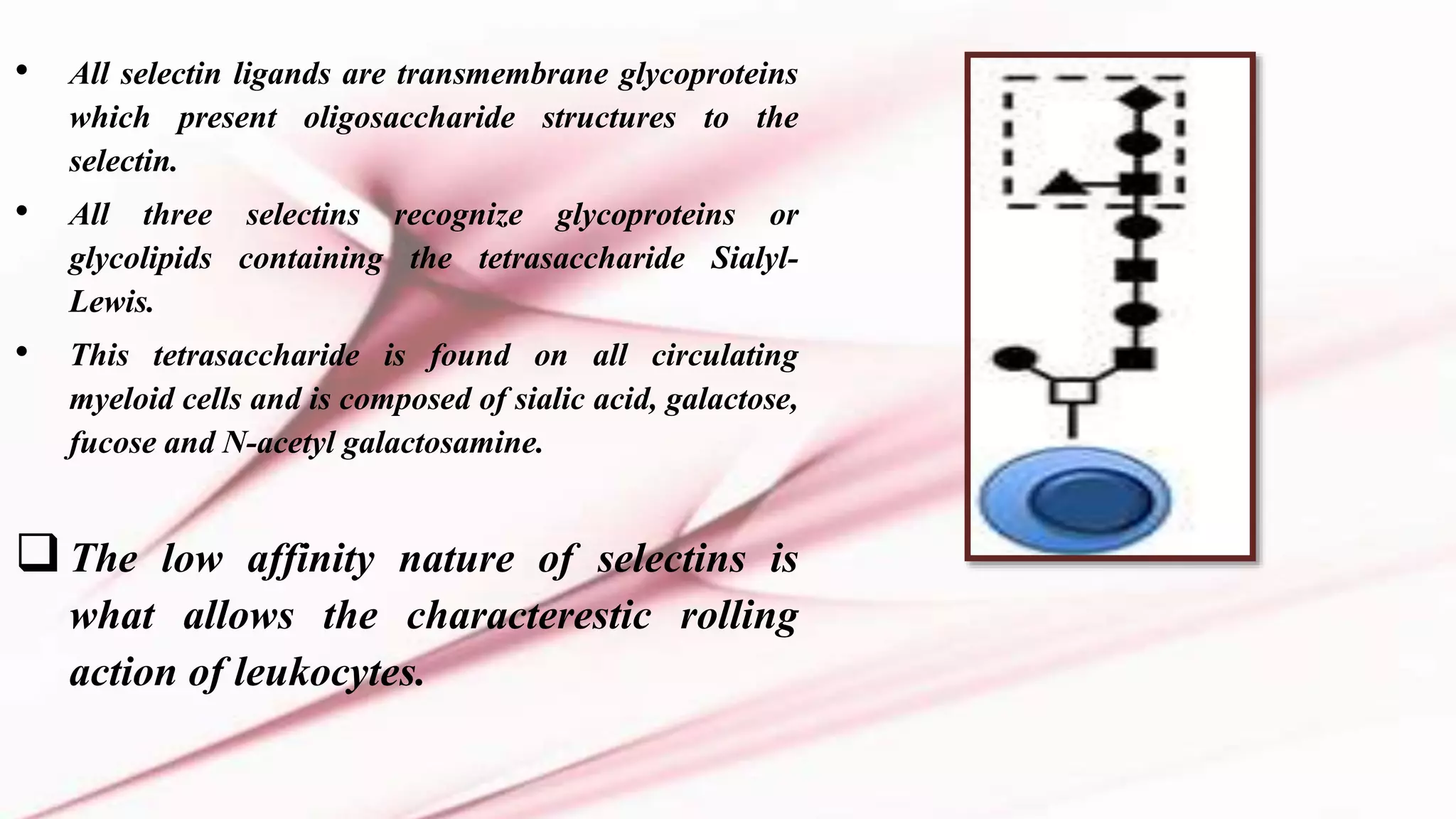 Leukocyte extravasation | PPTX