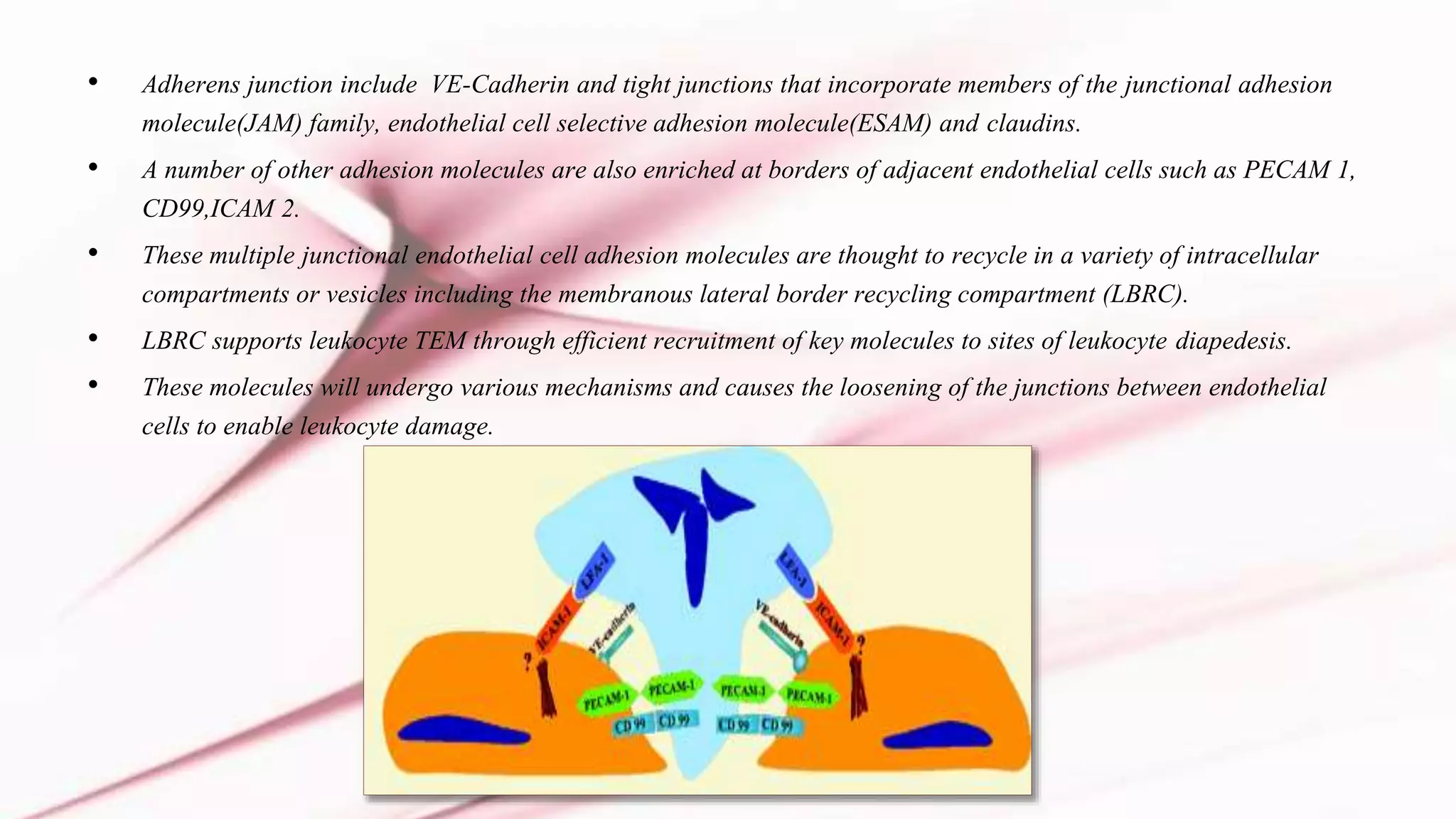 Leukocyte extravasation | PPTX