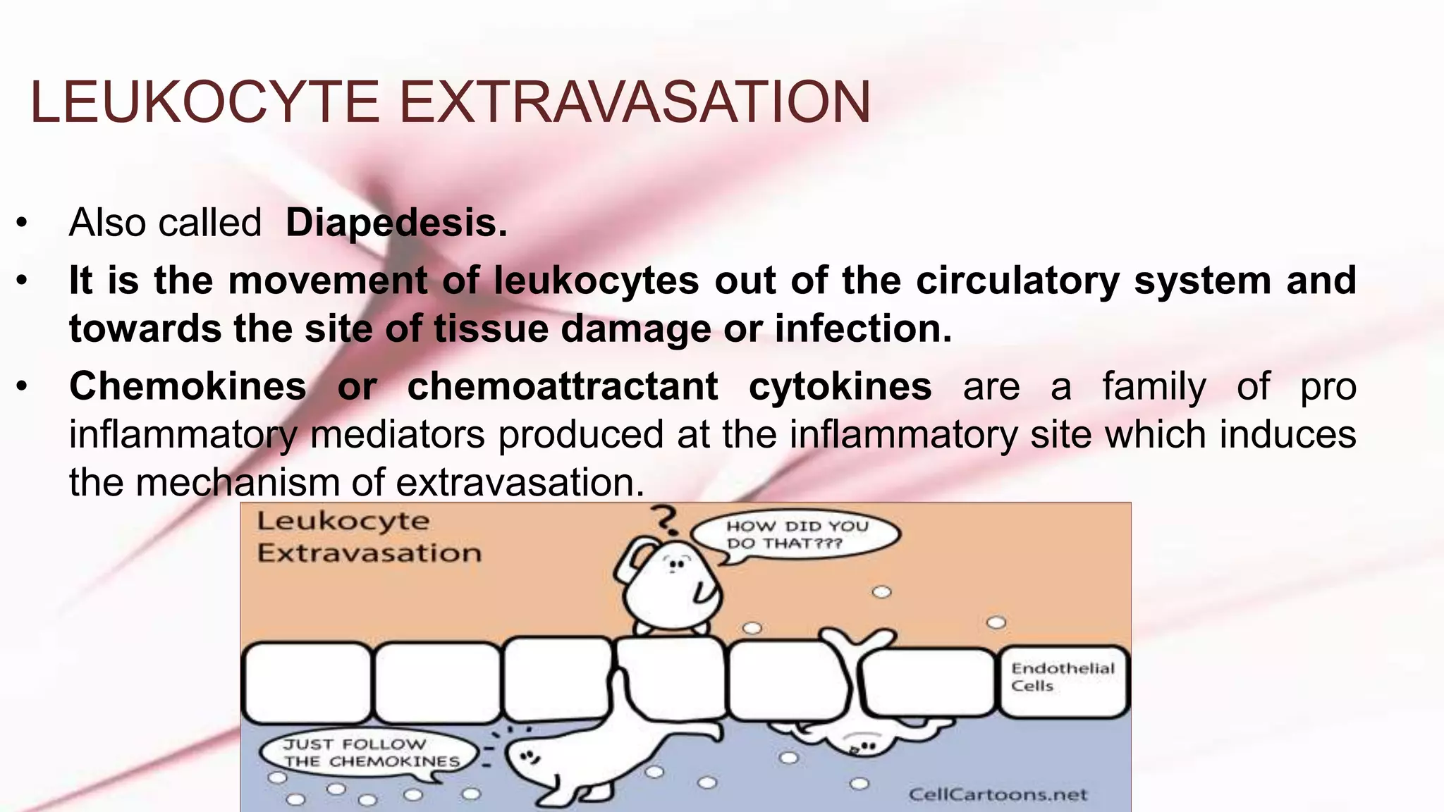 Leukocyte extravasation | PPTX