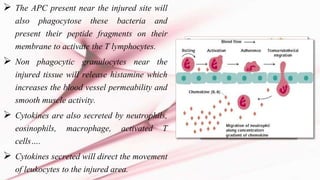 Leukocyte extravasation | PPTX