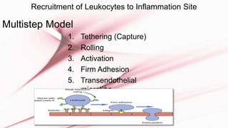Leukocyte Extravasation Steps