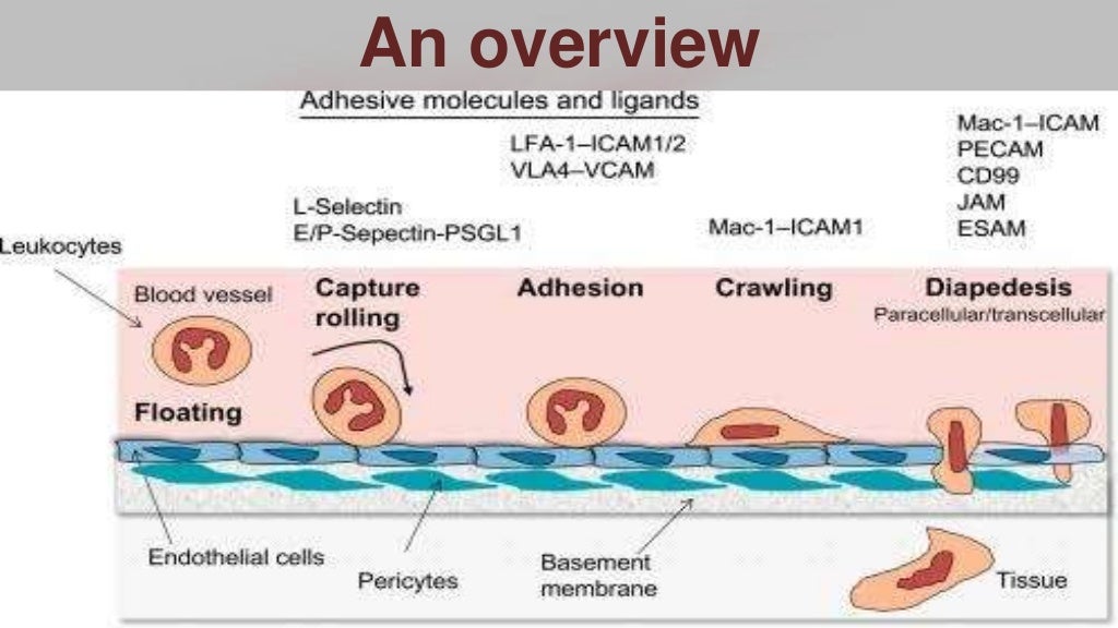 Leukocyte Extravasation