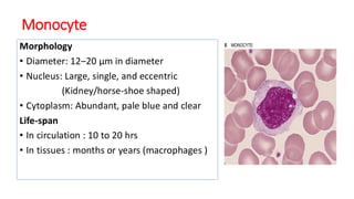 Leukocyte Formation, Functions, and the Reticuloendothelial system (1).pdf