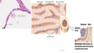 Leukocyte Formation, Functions, and the Reticuloendothelial system (1).pdf