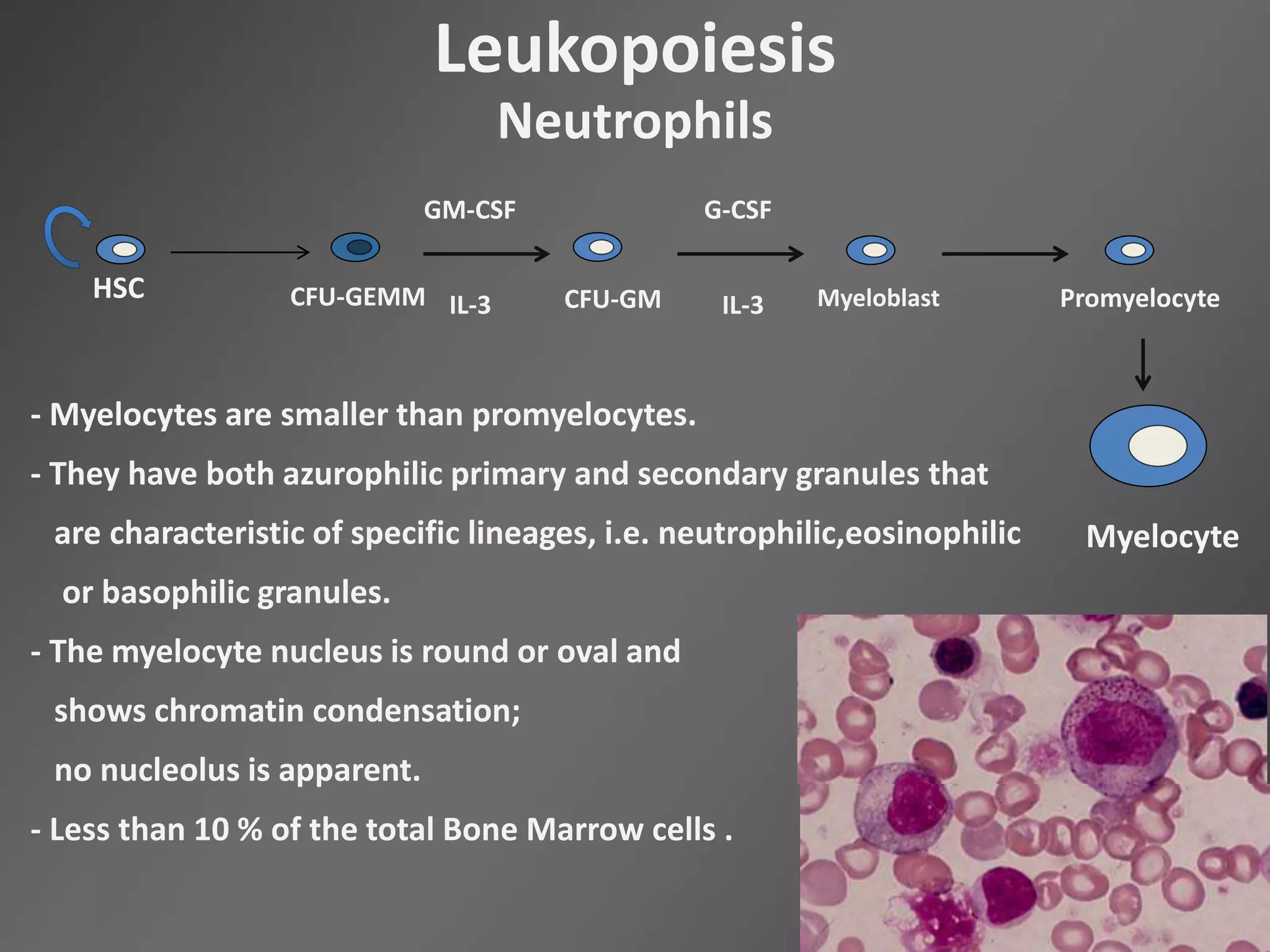 Leukocytes - Advance Hematology | PPTX
