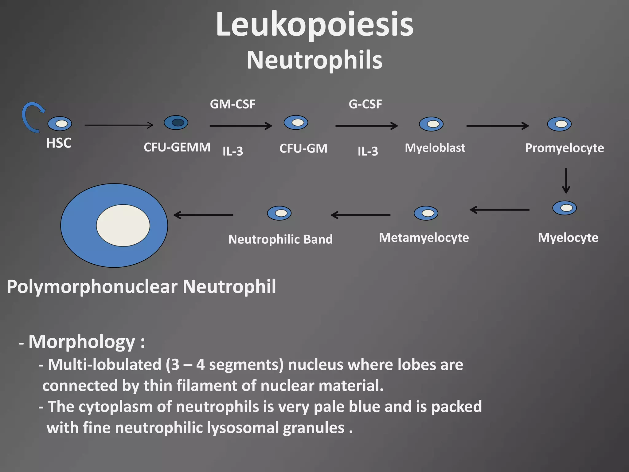 Leukocytes - Advance Hematology | PPTX