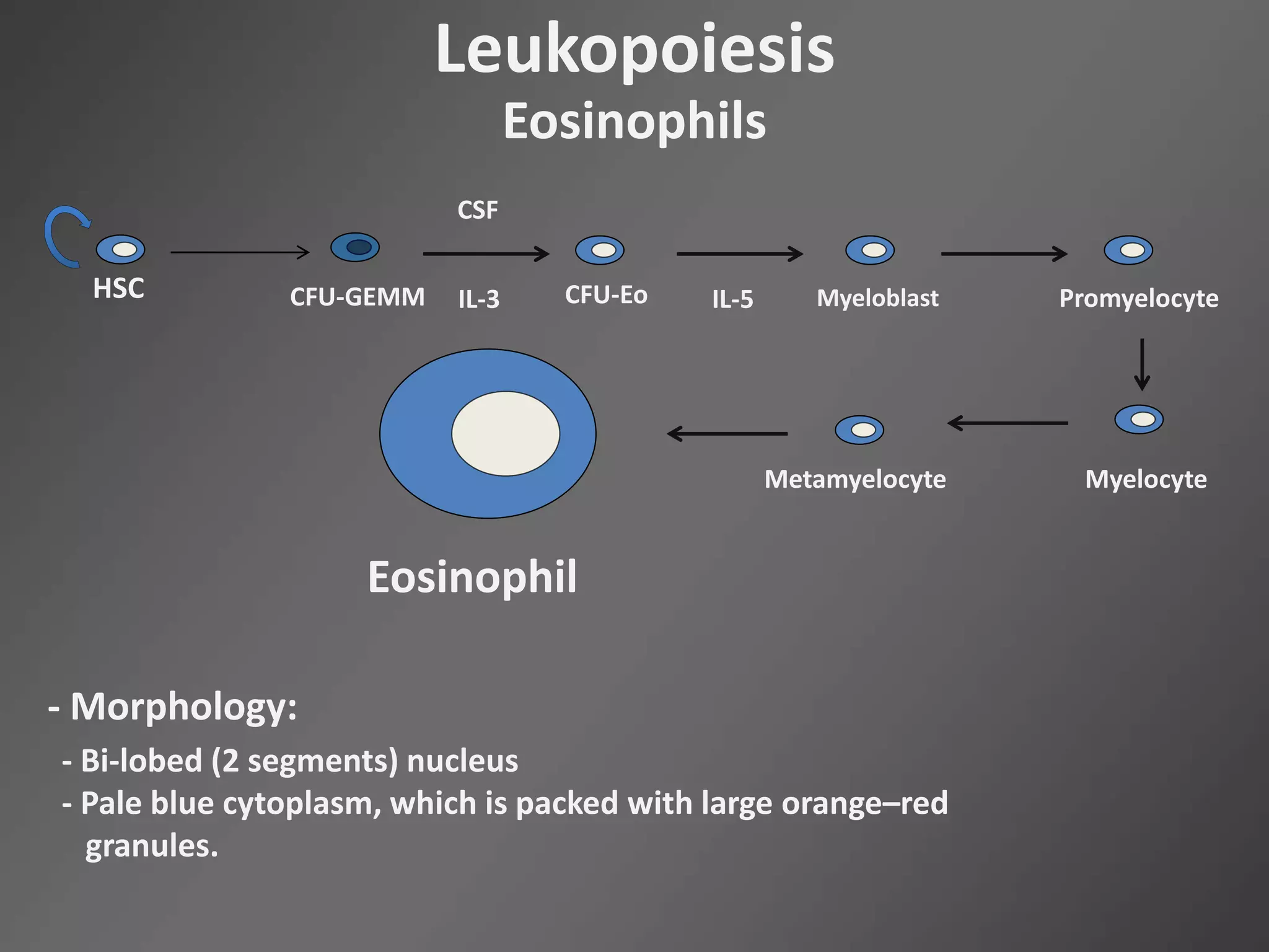 Leukocytes - Advance Hematology | PPTX