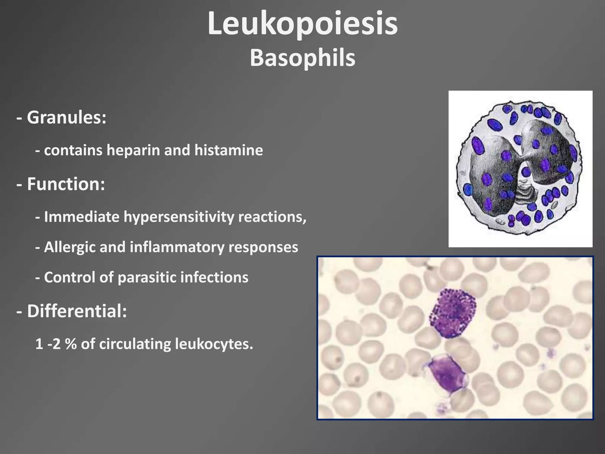 Leukocytes - Advance Hematology | PPTX