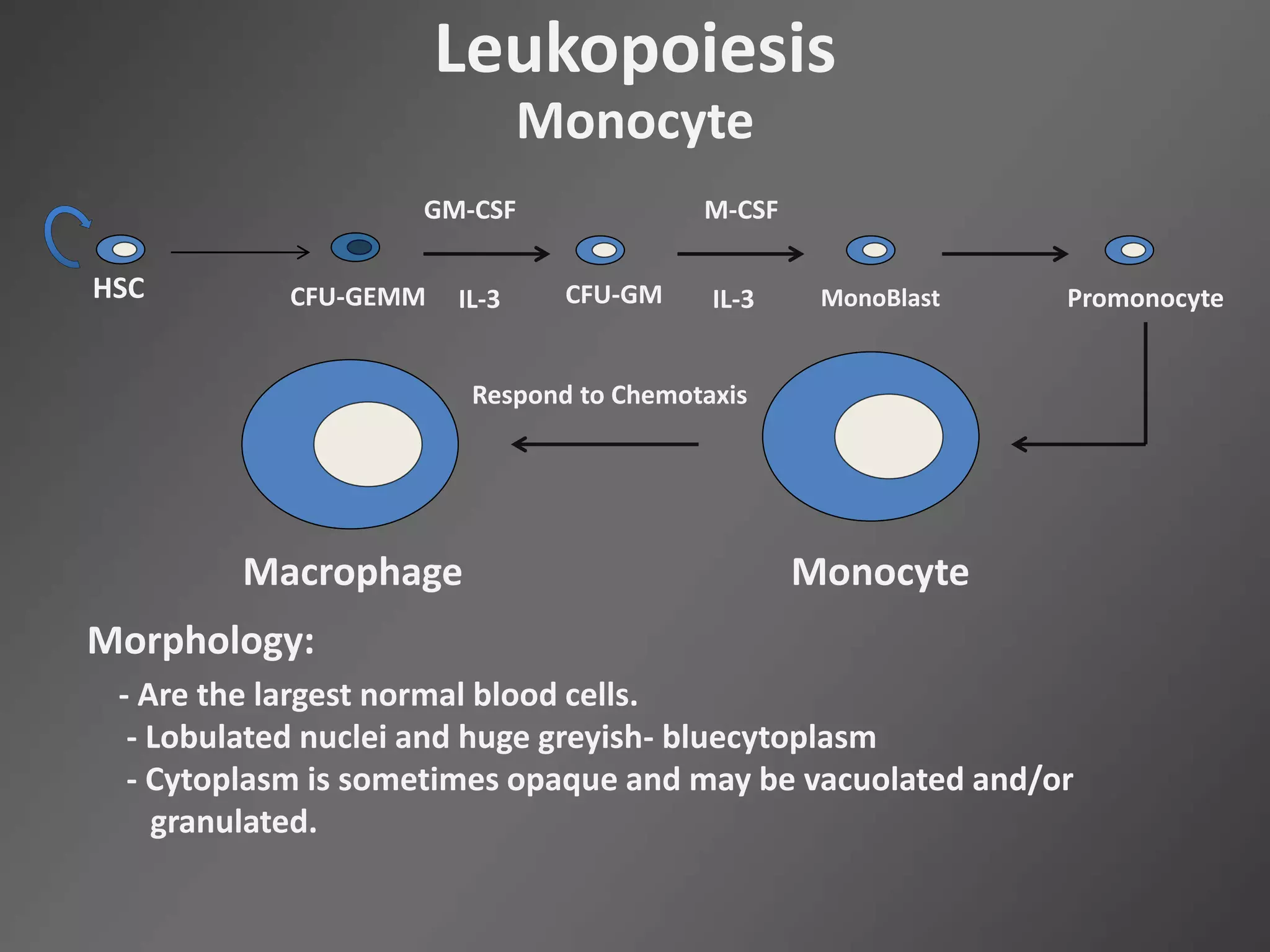 Leukocytes - Advance Hematology | PPTX
