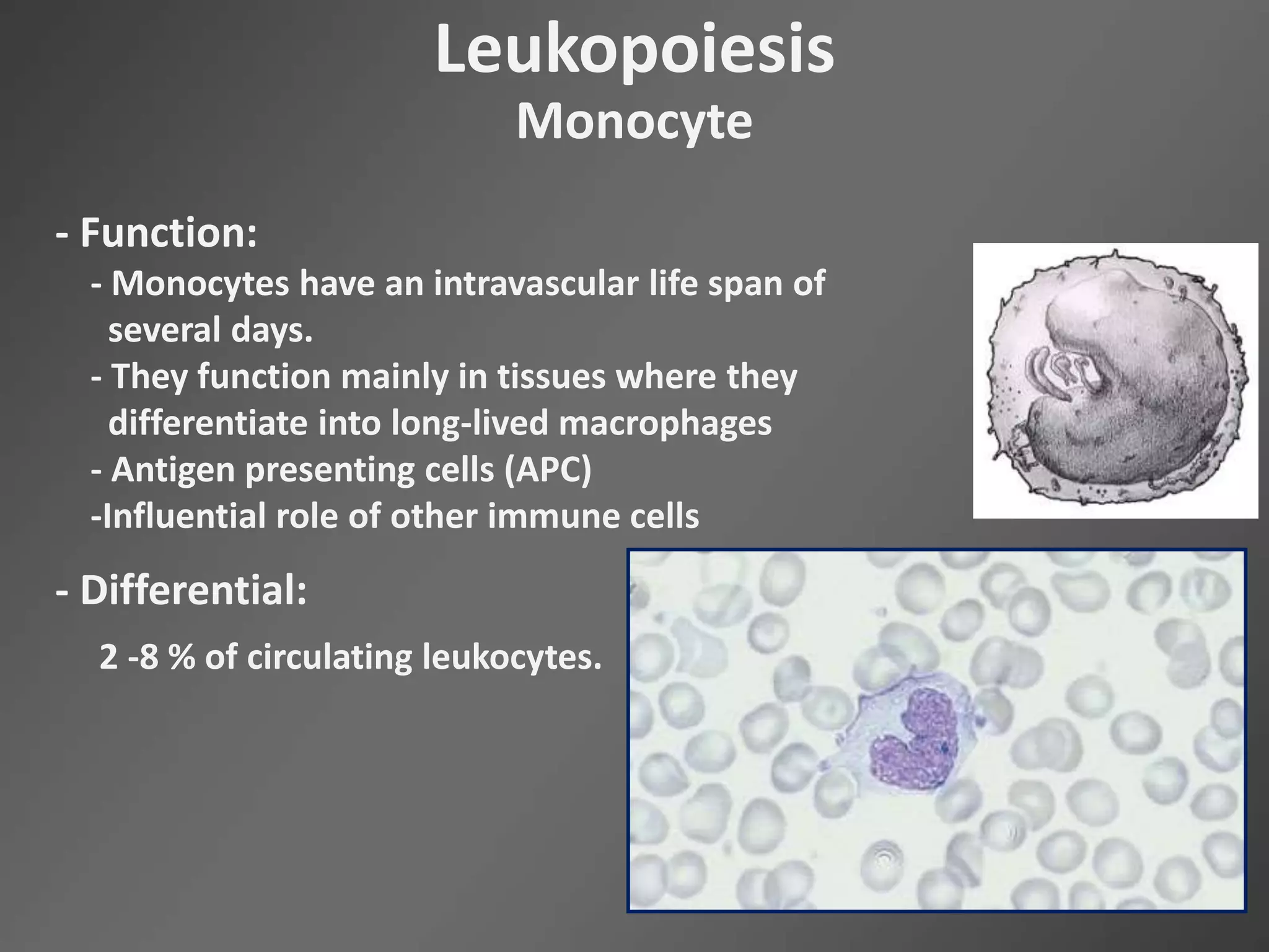 Leukocytes - Advance Hematology | PPTX