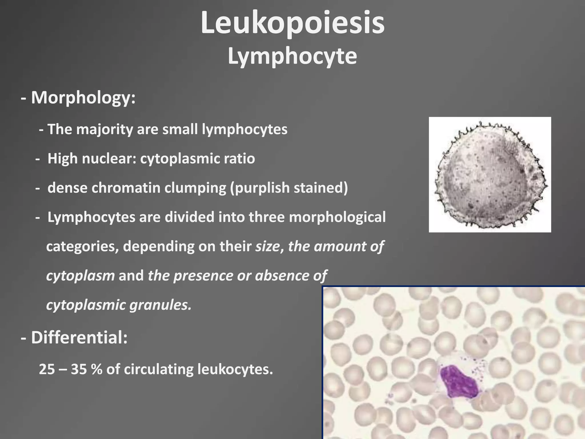 Leukocytes - Advance Hematology | PPTX