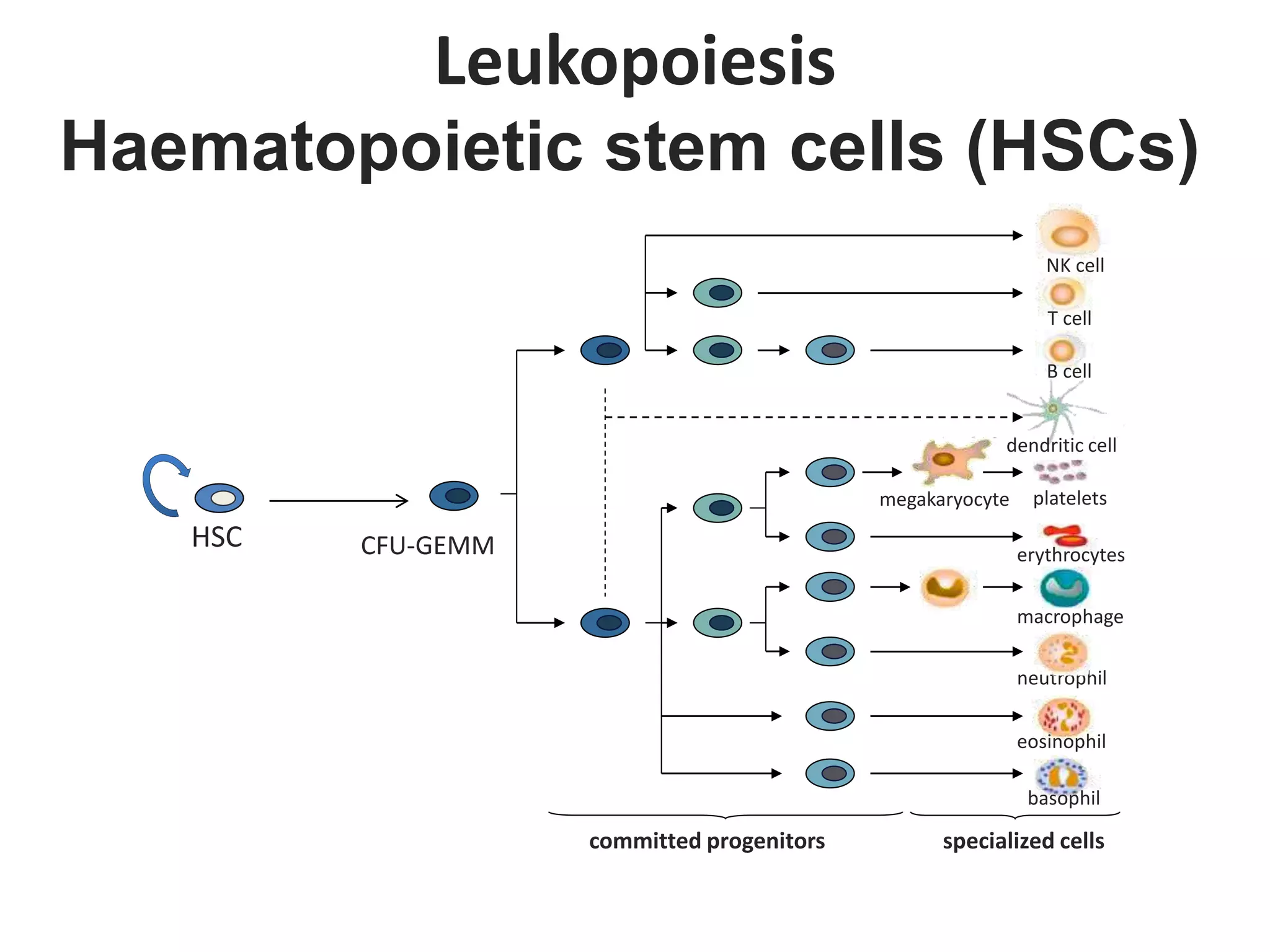 Leukocytes - Advance Hematology | PPTX
