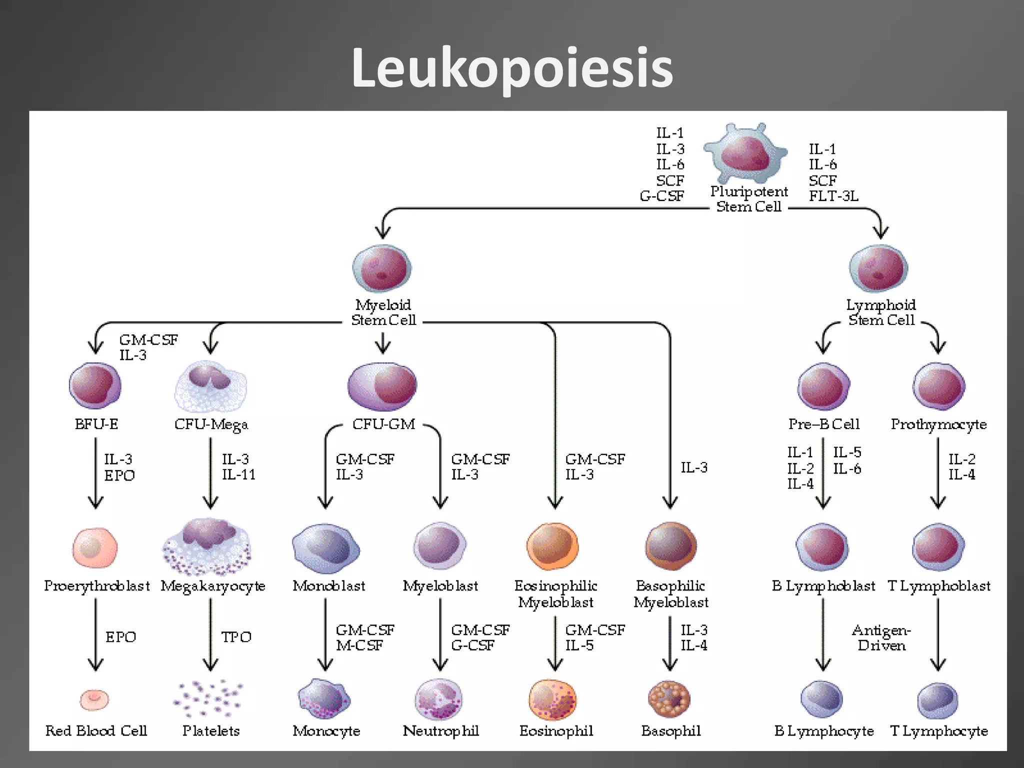 Leukocytes - Advance Hematology | PPTX