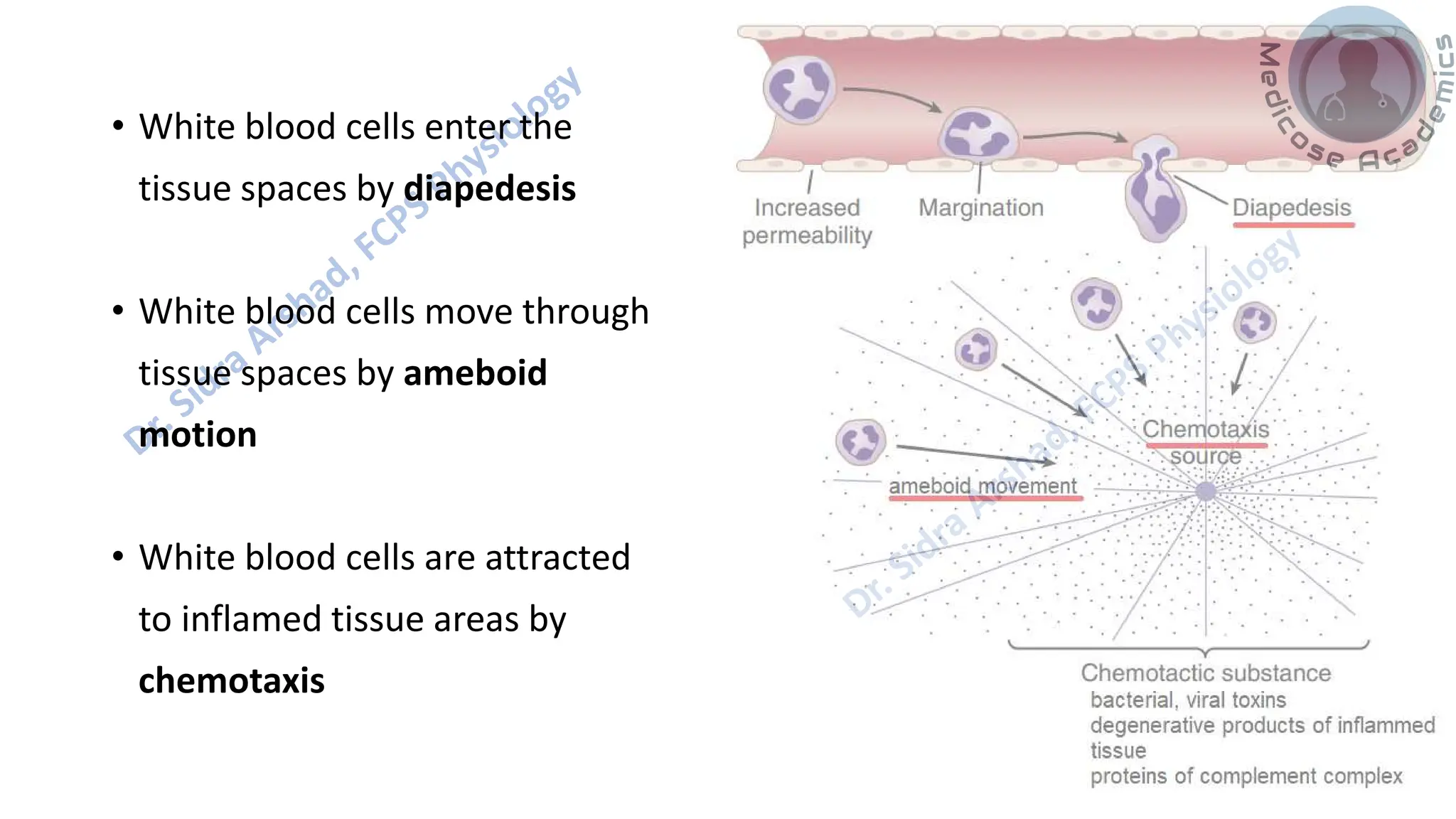 Hematology and Immunology - Leukocytes Functions | PDF