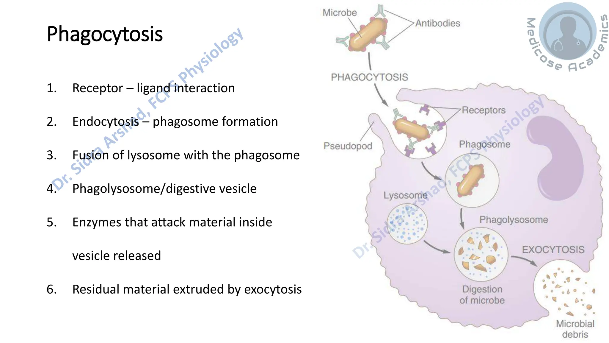 Hematology and Immunology - Leukocytes Functions | PDF