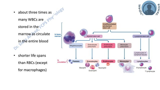 Hematology and Immunology - Leukocytes Functions | PDF