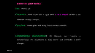 normal leukocyte maturation SERIES .pdf