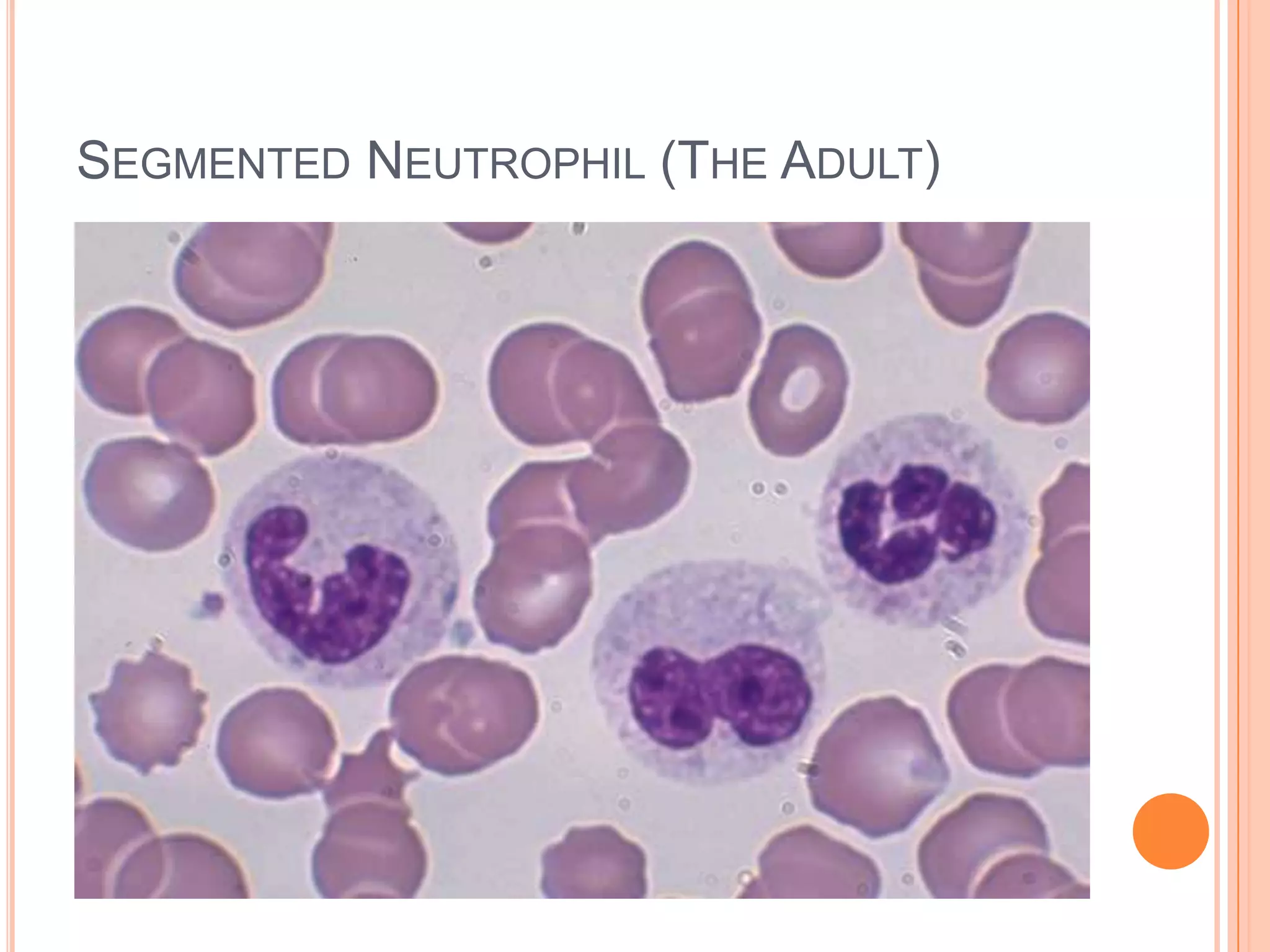 Leukocytes slides | PPTX