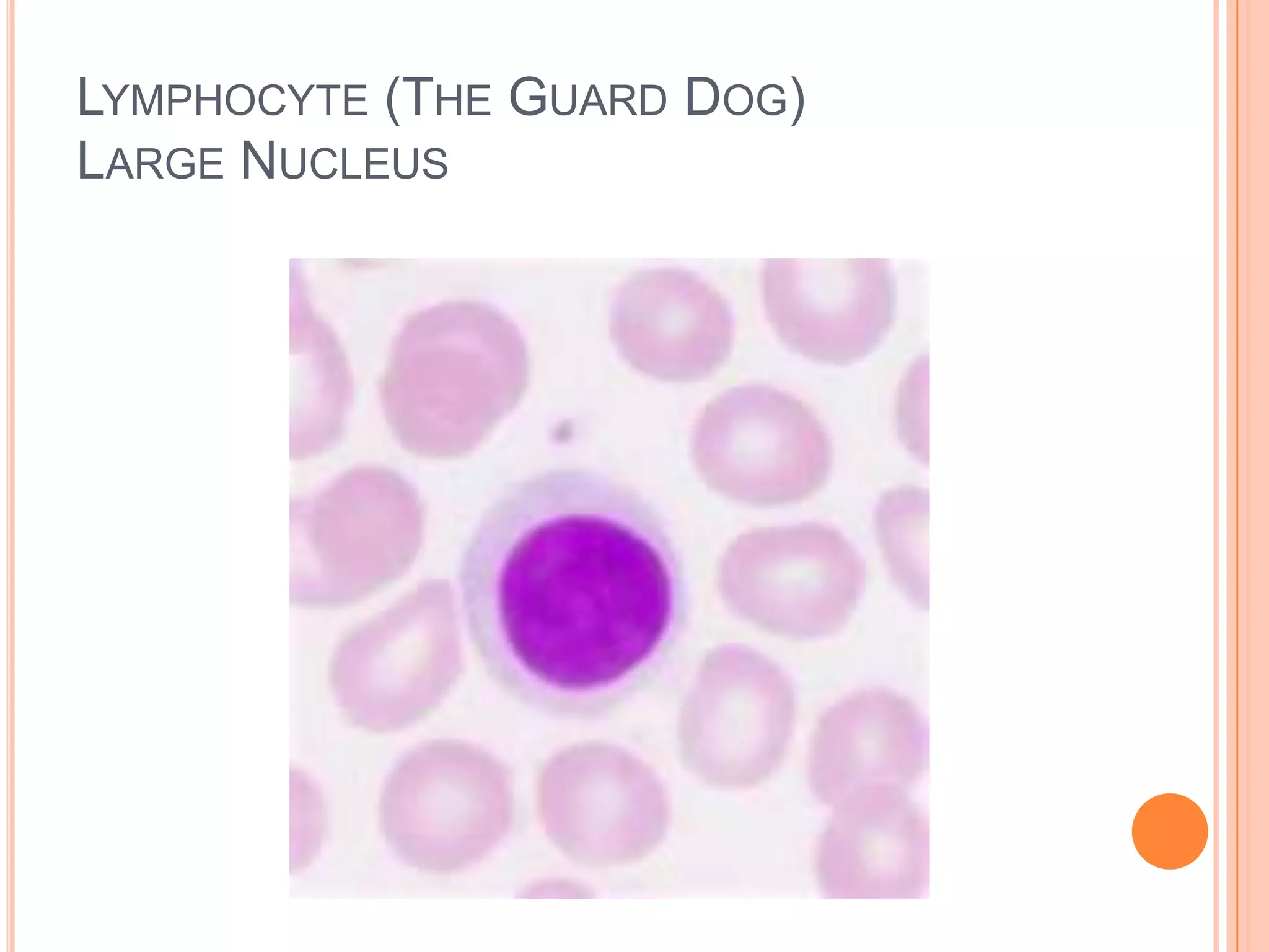 Leukocytes slides | PPTX
