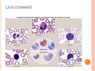 Leukocytes slides | PPTX