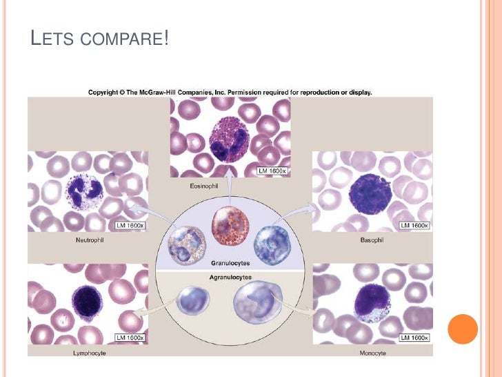 Leukocytes slides