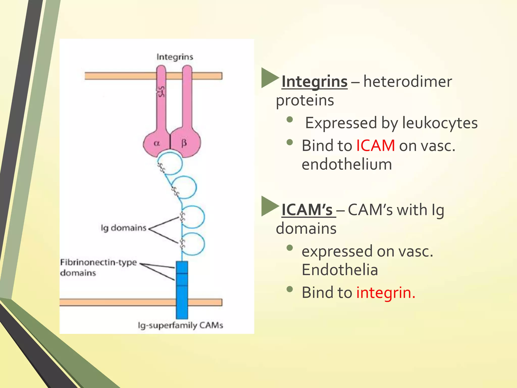 Leukocyte trafficking | PPT