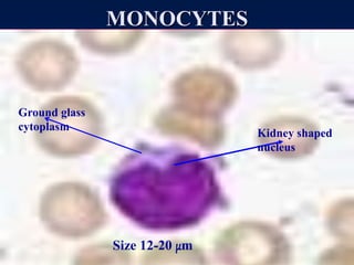 Leukocytic Disorders.ppt