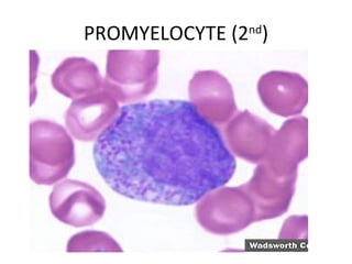 Leukopiesis and agranulositosis 2011 | PPT