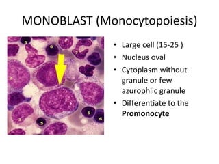 Leukopiesis and agranulositosis 2011 | PPT