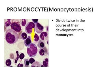 Leukopiesis and agranulositosis 2011 | PPT