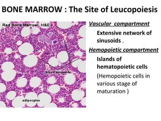 Leukopiesis and agranulositosis 2011 | PPT