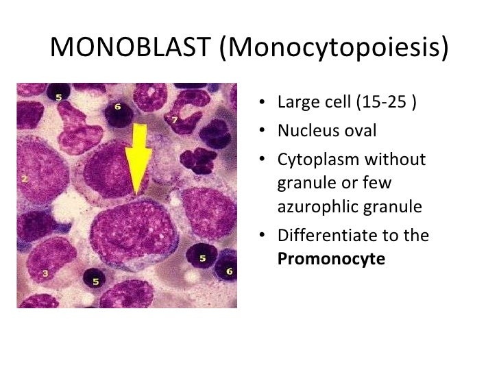 Leukopiesis and agranulositosis 2011