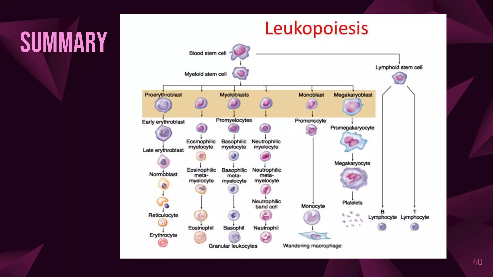 Leukopoiesis Pptx Blood Disorders Diseases And Conditions