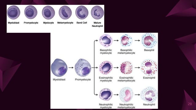 Leukopoiesis