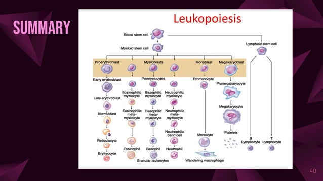 Leukopoiesis