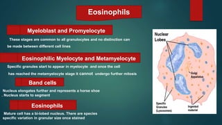 Leukopoieses | PPTX