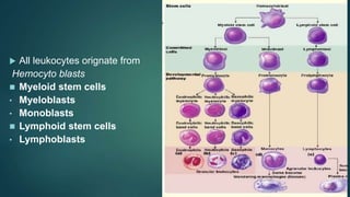 Leukopoieses | PPTX
