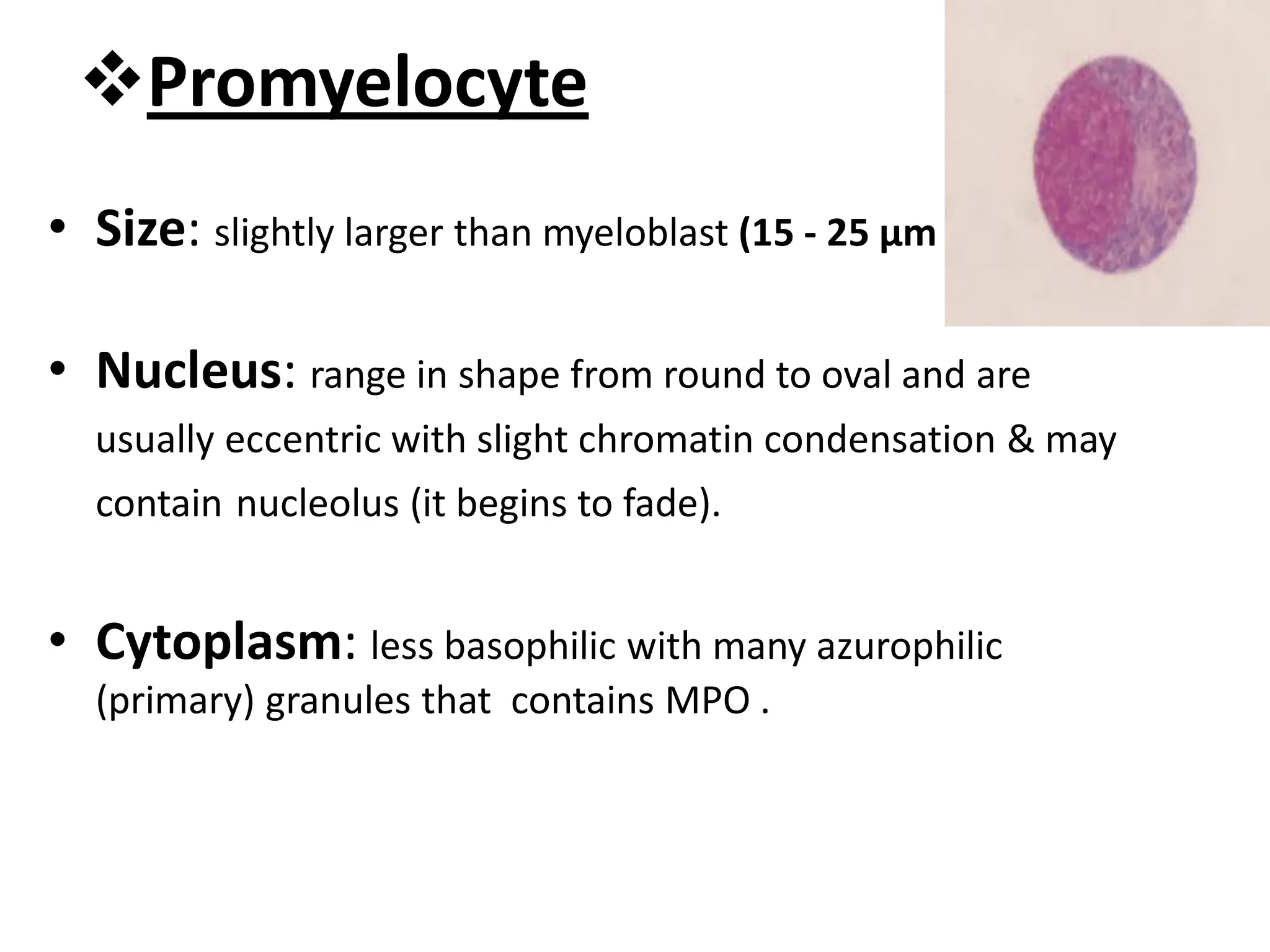 leukopoiesis.pdf