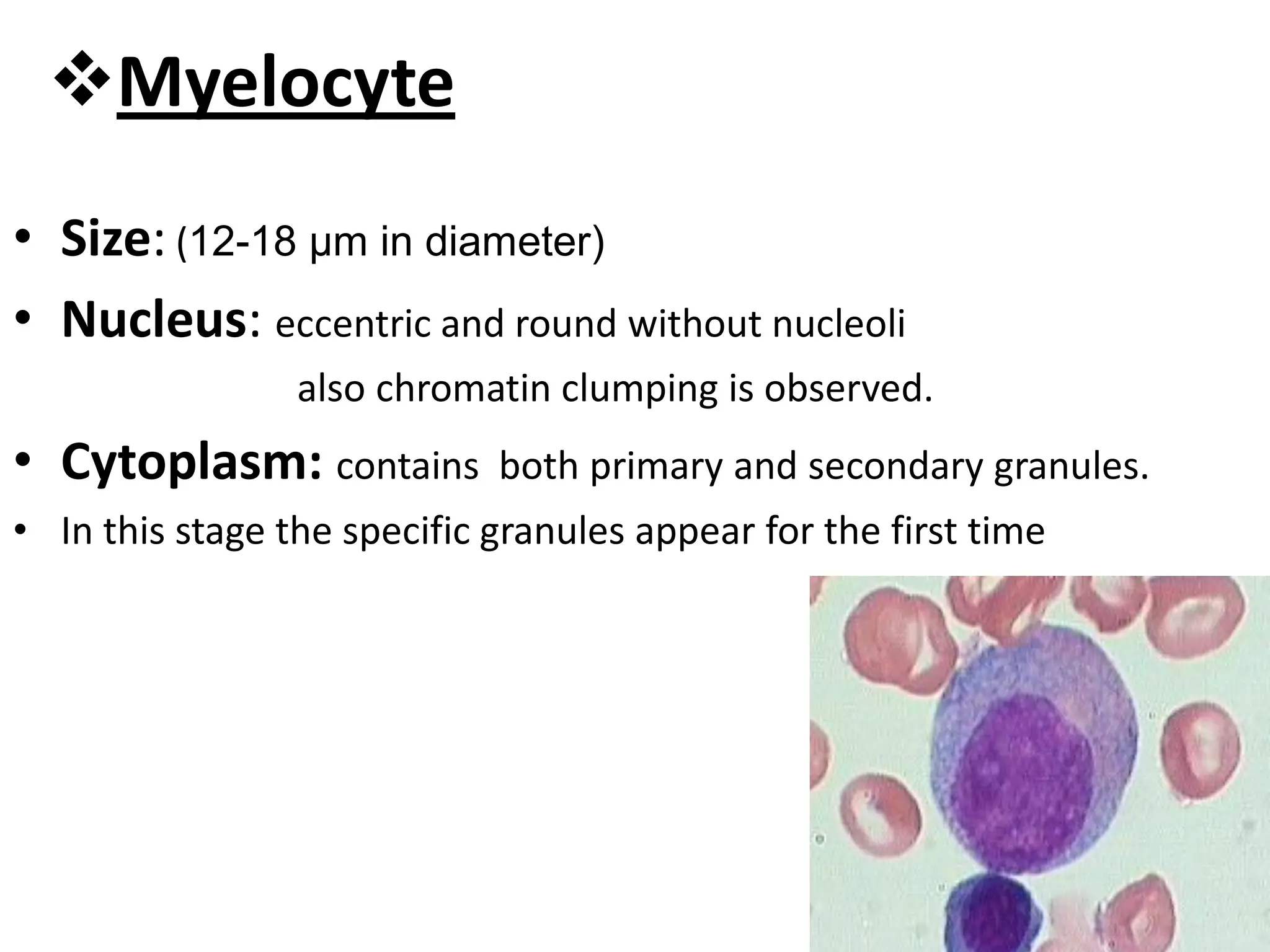 leukopoiesis.pdf