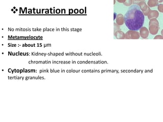leukopoiesis.pdf