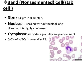 leukopoiesis.pdf