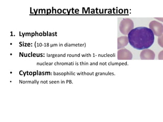 leukopoiesis.pdf