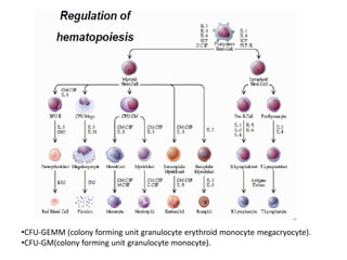leukopoiesis.pdf