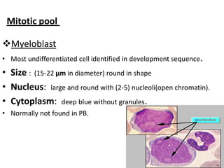 leukopoiesis.pdf