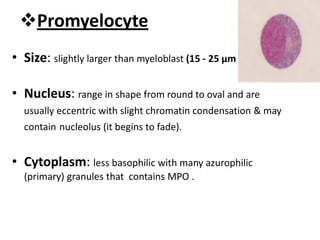 leukopoiesis.pdf