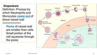 Leukopoiesis and Leukopoietic Function.ppt