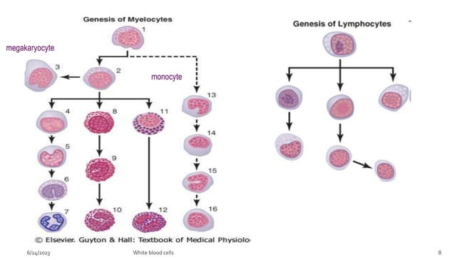 Leukopoiesis and Leukopoietic Function.ppt