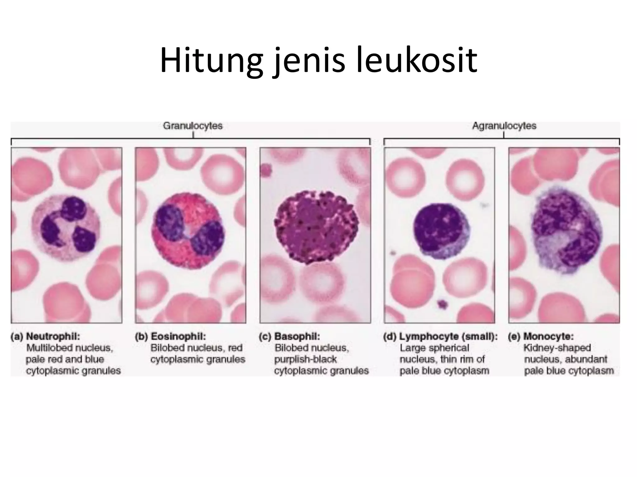 Leukosit 2 | PDF