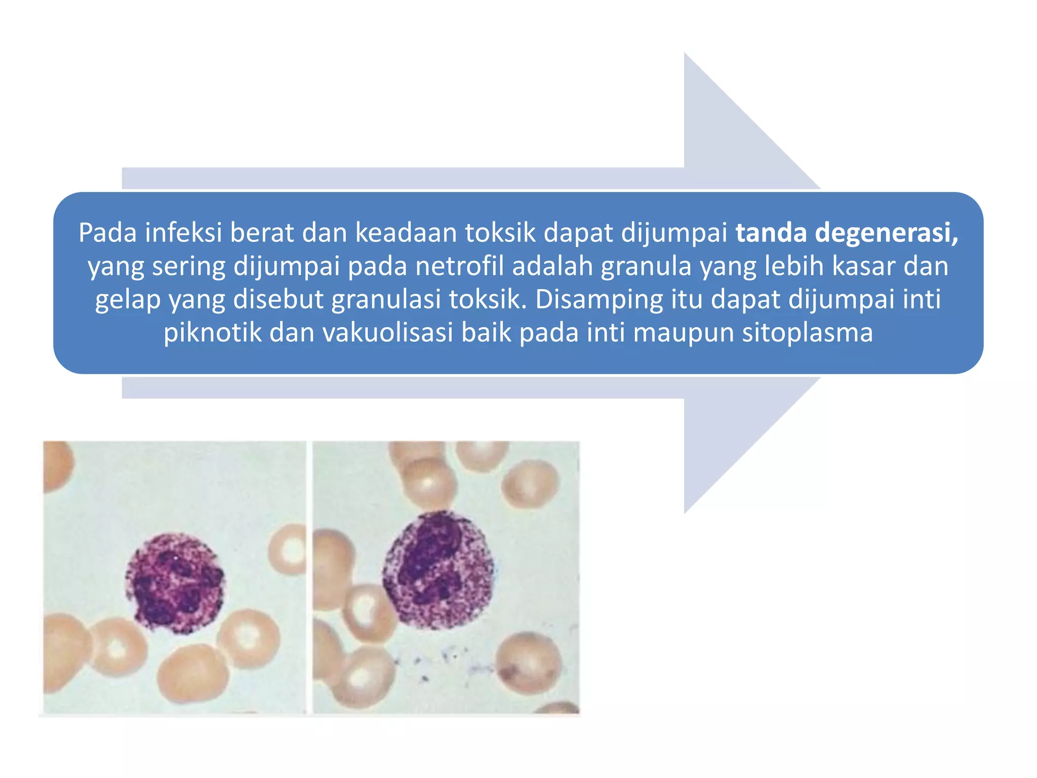 Leukosit 2 | PDF