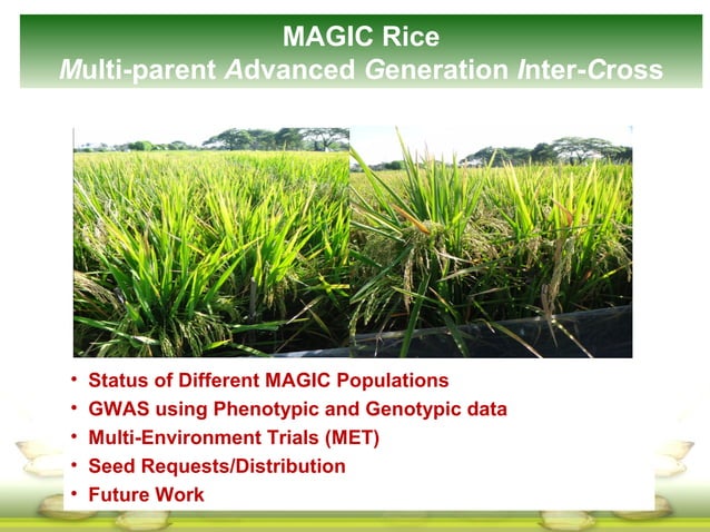 GRM 2013: MAGIC Rice Multi-parent Advanced Generation Inter-Cross -- H ...